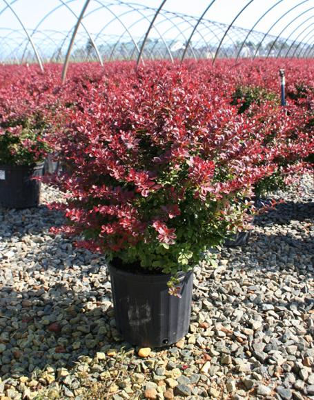 BERBERIS THUNBERGII ASTROPUREA: CRIMSON PYGMY BARBERRY – Marksmen ...