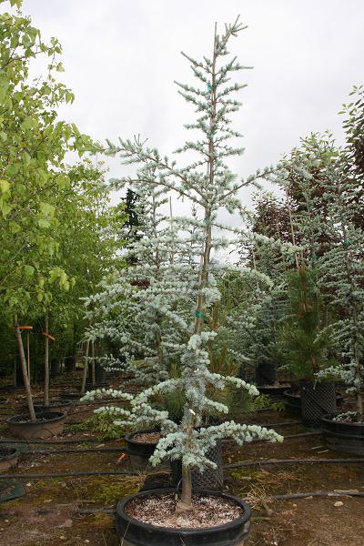 CEDRUS ATLANTICA: BLUE ATLAS CEDAR – Marksmen Landscaping LLC