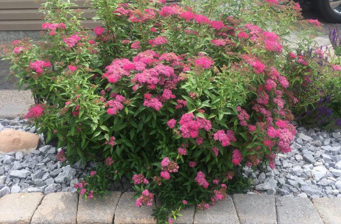 SPIRAEA JAPONICA: NEON FLASH - Marksmen Landscaping LLC